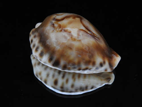 Cypraea fultoni fultoni 62mm | shellbuynow