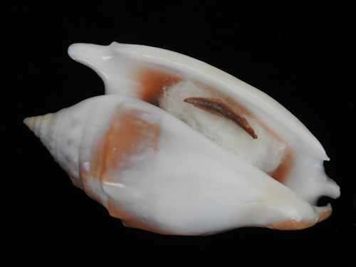 Strombus bulla 69.9mm | shellbuynow