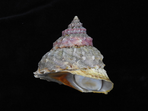 Bolma andersoni 76.5mm | shellbuynow