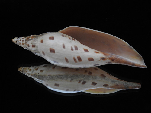 Scaphella dubia, 122.9mm | shellbuynow