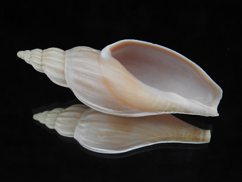 Fulgoraria clara f.noguchii 85.2mm | shellbuynow