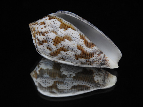 Conus achatinus 54.8mm | shellbuynow