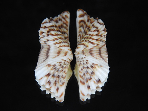 Arca navicularis 52.8mm | shellbuynow