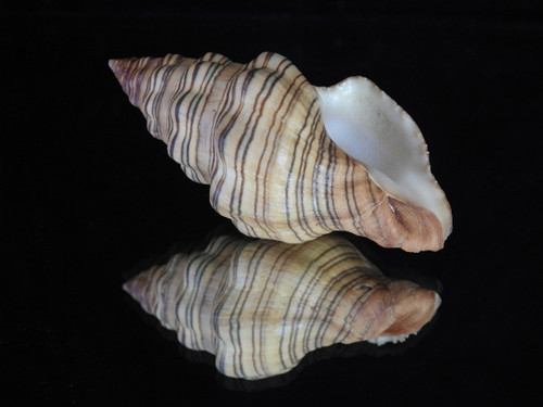 Latirus gibbulus 84.5mm | shellbuynow