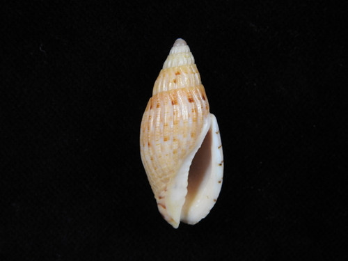 Lyria brianoi 36.2mm | shellbuynow