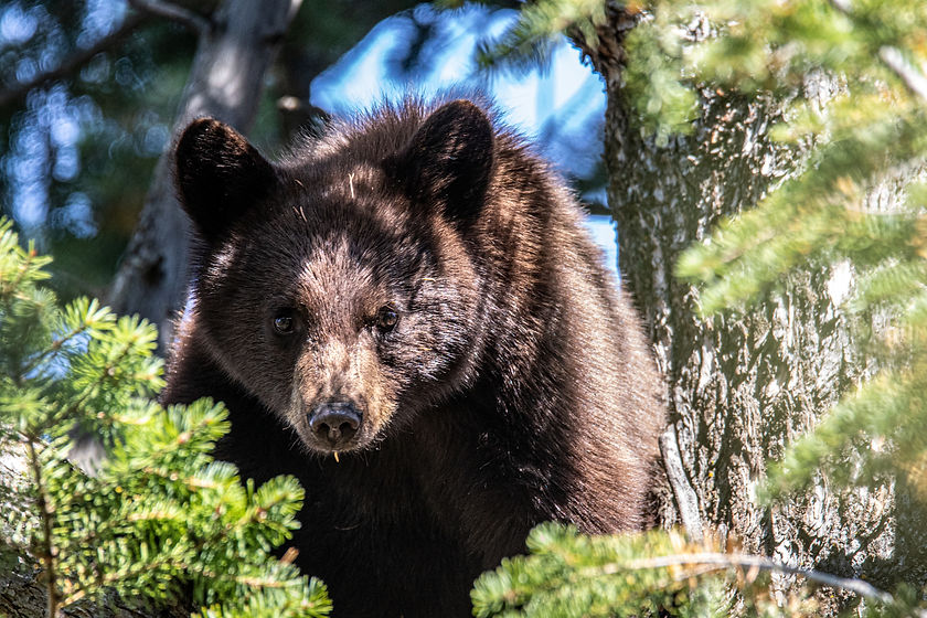 Black Bear Lakota Photography Black Bear Lakota Photography