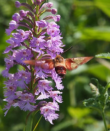 Baraboo Range Preservation Association