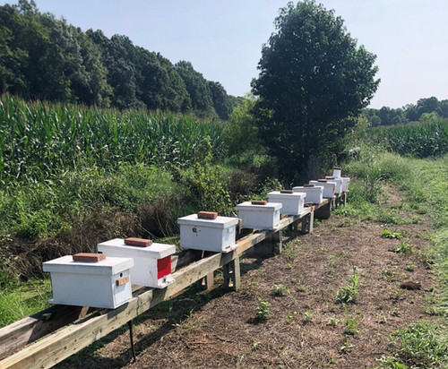 North Georgia Bee Farm 2019 Seasonal 5 frame nuc deposit