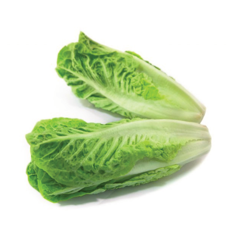 Lechuga romana mini | True Green