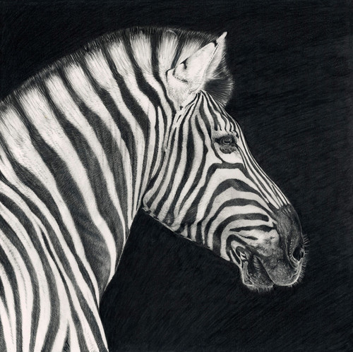 Zebra - Original Pencil Sketch | Vicky Tucker