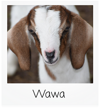 SUPPORT THE ANIMALS | AFS