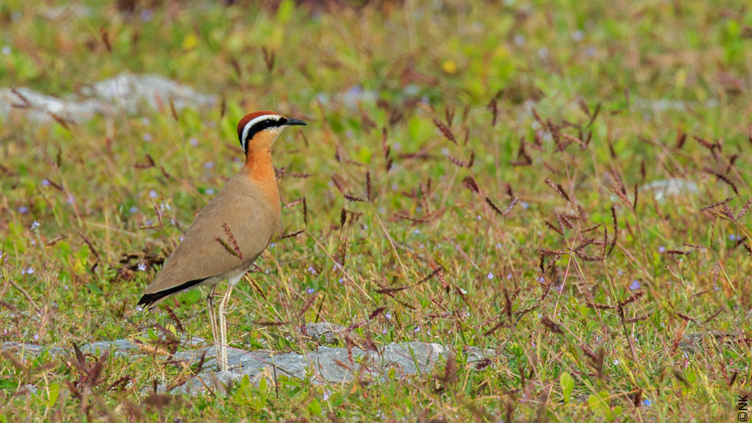 Courser, Pratincoles, Lapwings and Pluvialis Plovers