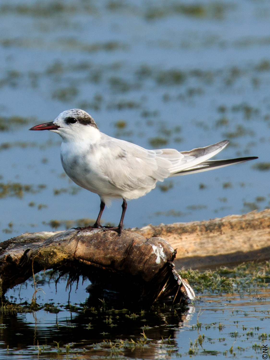 Marsh Terns, Little and Saunder's Terns