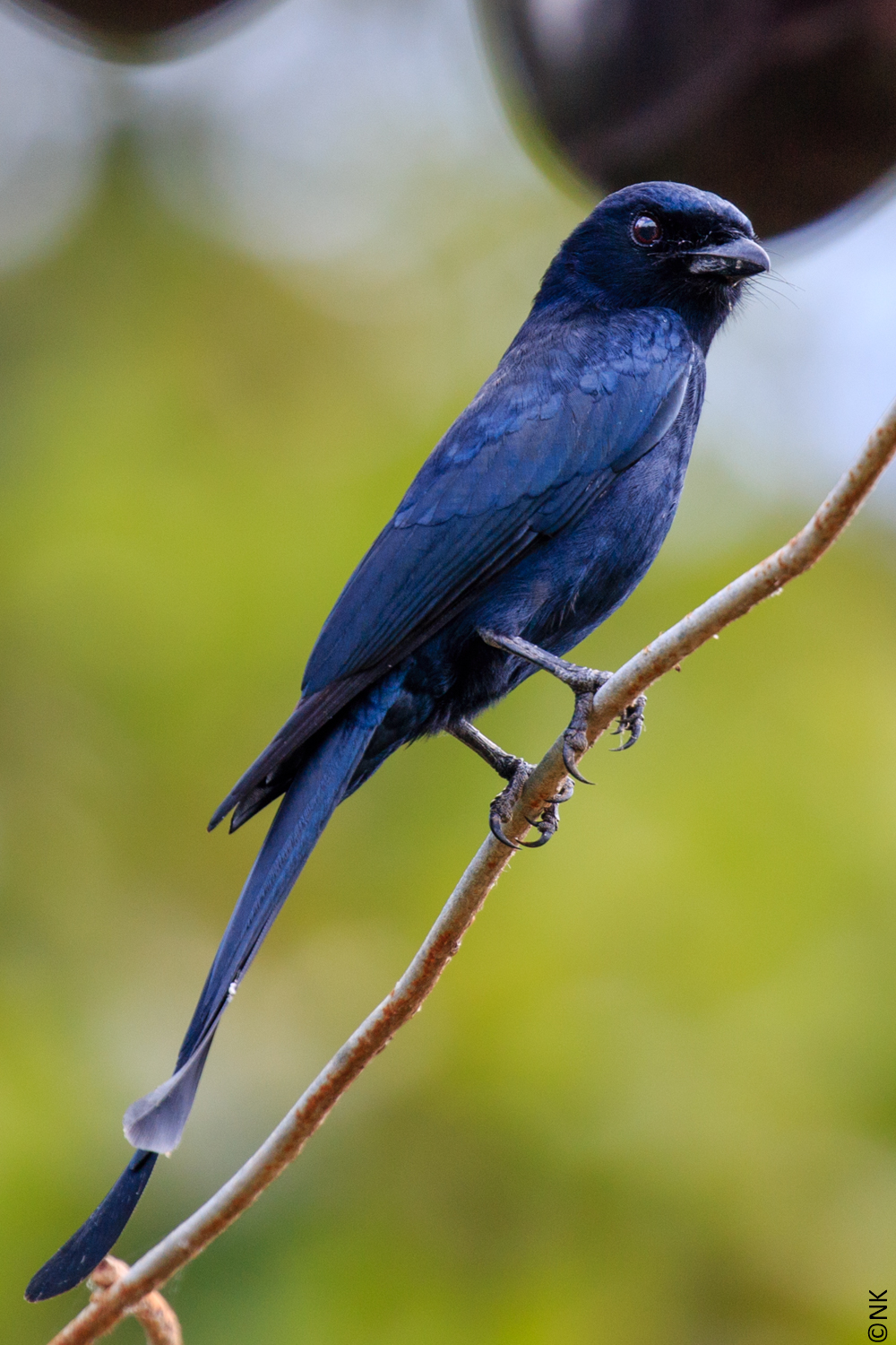 Drongos, Starlings, Mynas and Magpie