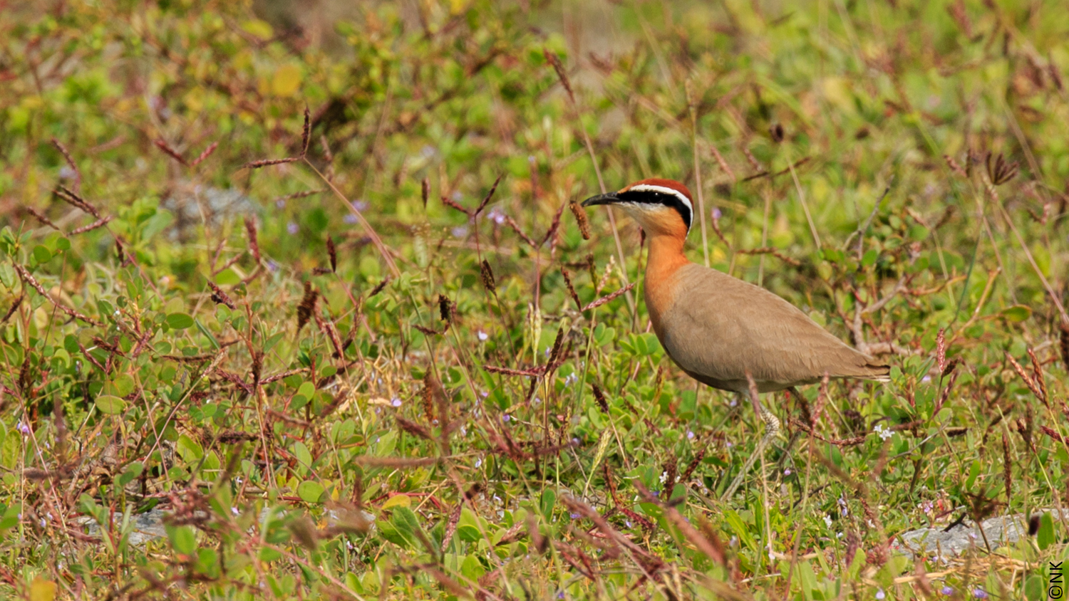 Courser, Pratincoles, Lapwings and Pluvialis Plovers