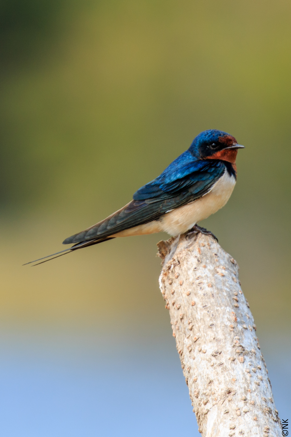 Treeswift, Swifts, Martins and Swallows