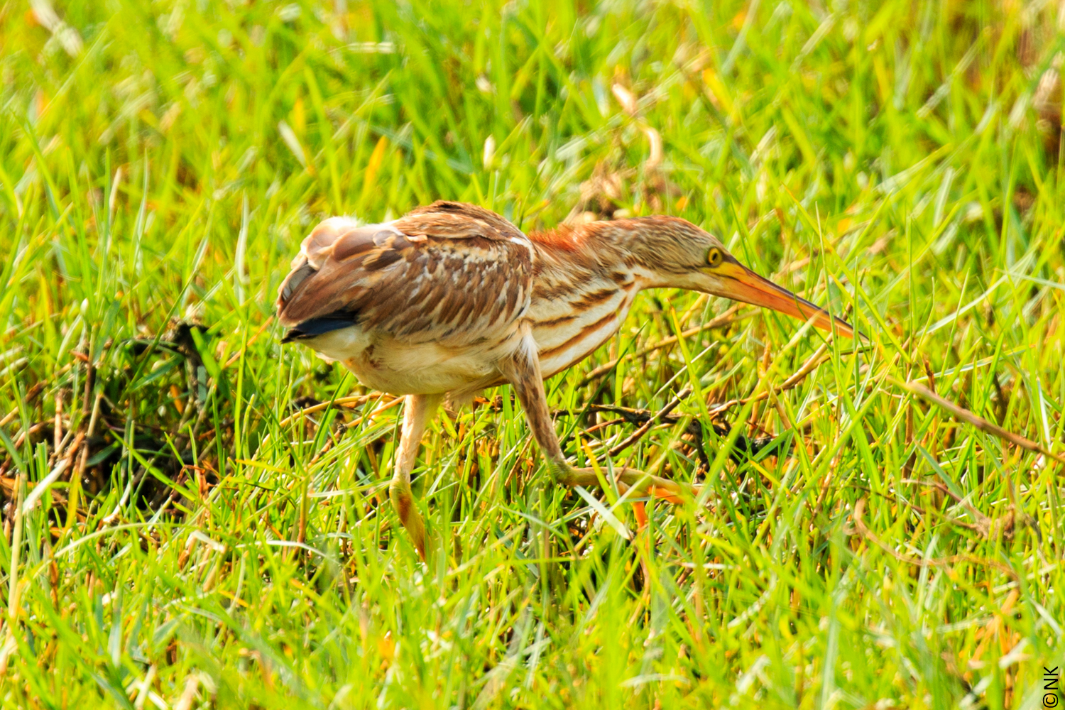 Smaller Herons and Bitterns