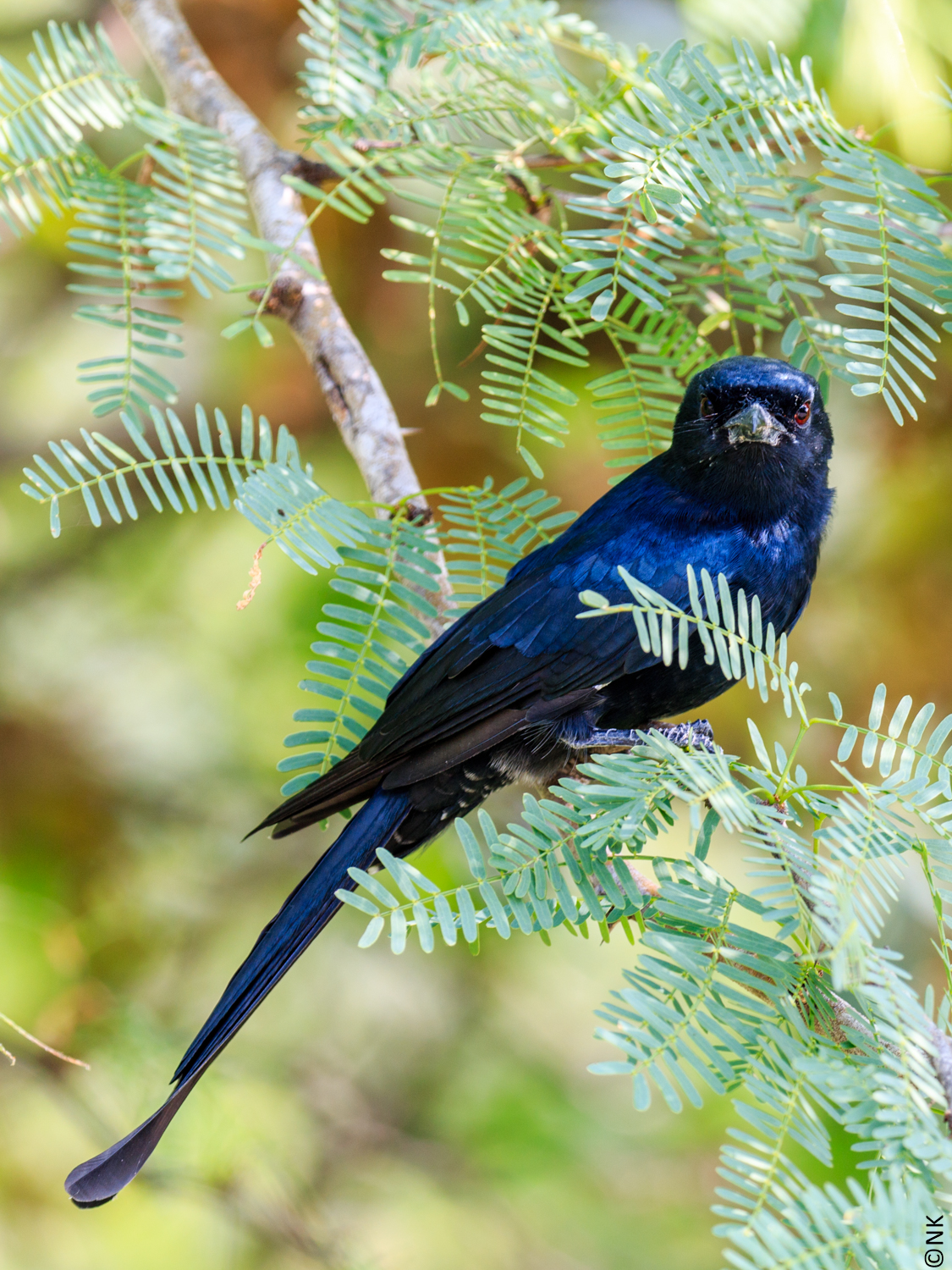 Drongos, Starlings, Mynas and Magpie