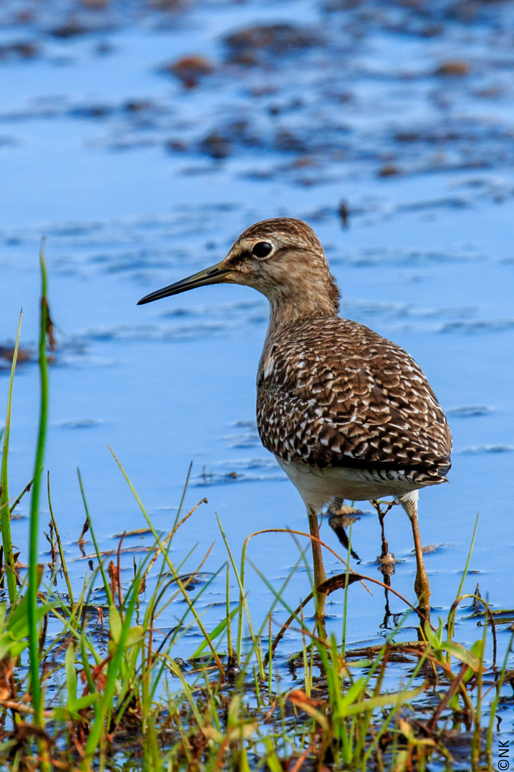 Smaller Tringa Sandpipers, Ruff, Turnstone and Phalarope