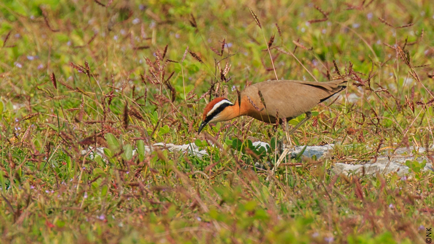 Courser, Pratincoles, Lapwings and Pluvialis Plovers