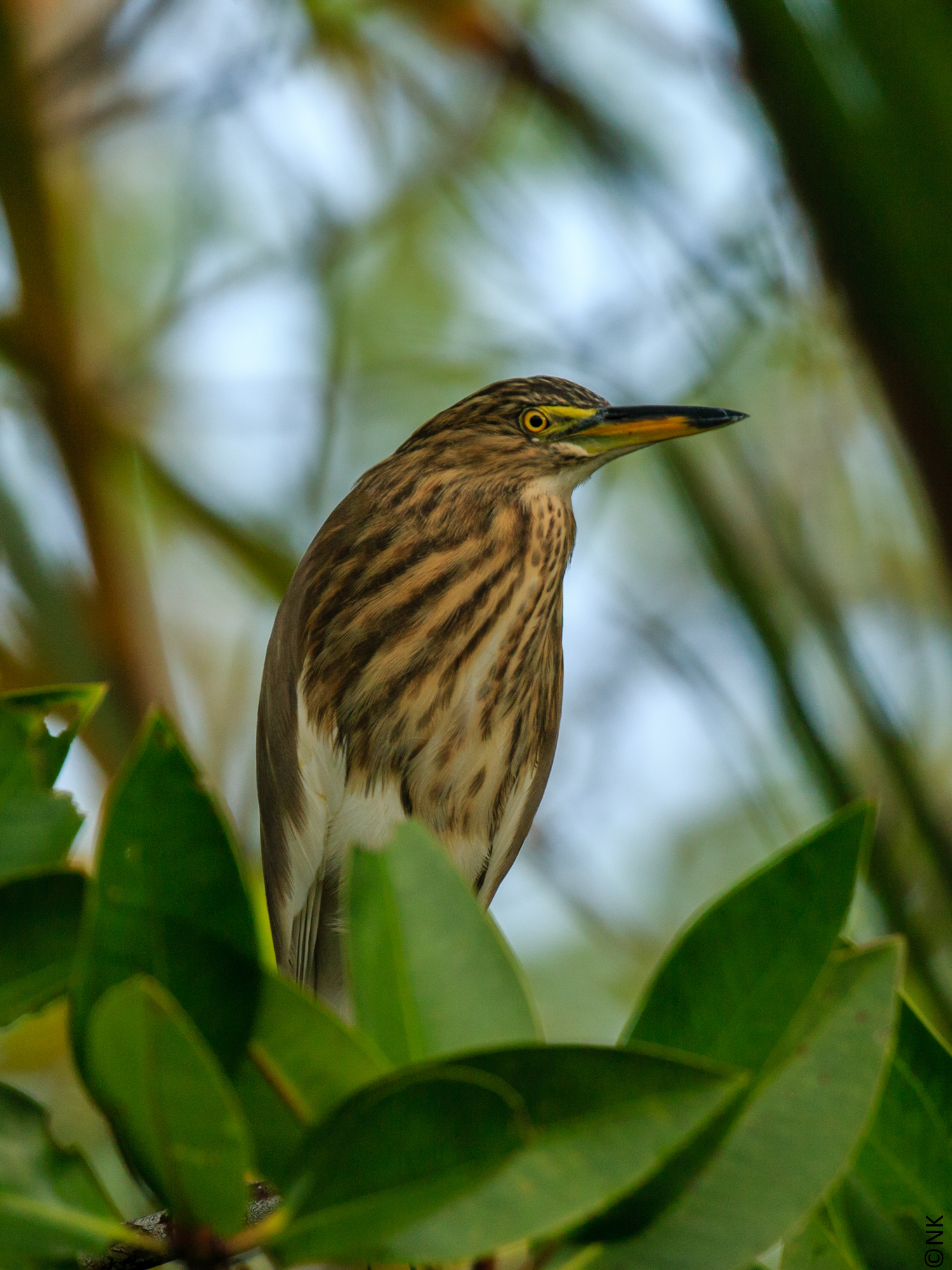 Smaller Herons and Bitterns