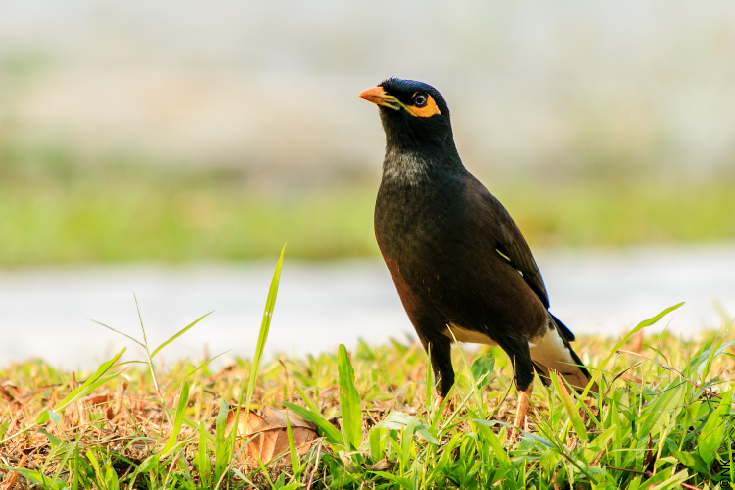 Drongos, Starlings, Mynas and Magpie
