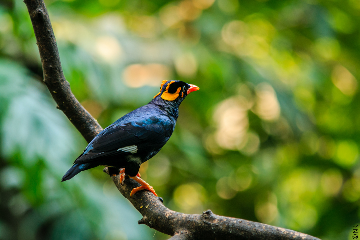 Drongos, Starlings, Mynas and Magpie