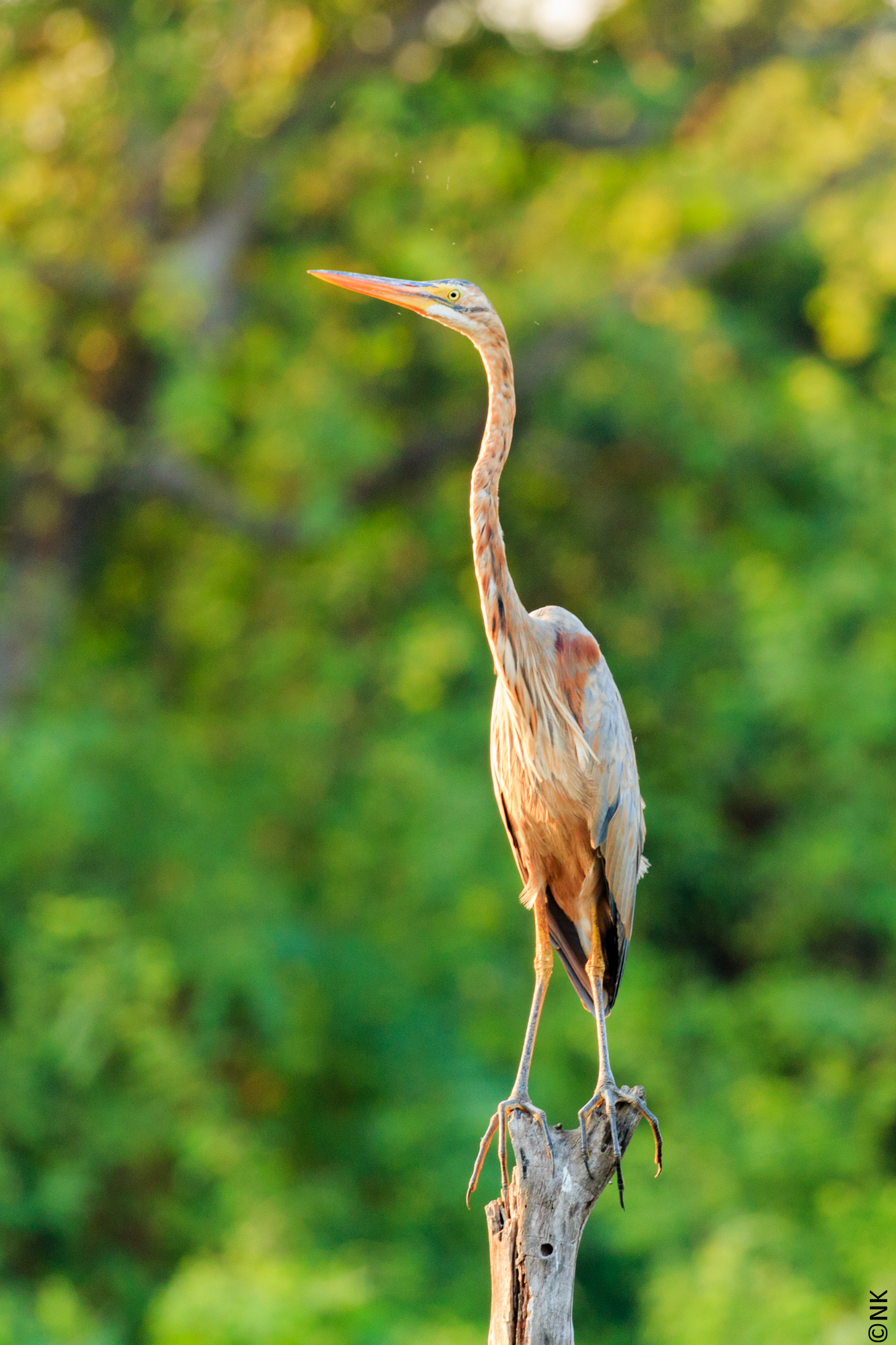 Larger Herons, Eurasian Bittern, and White Egrets