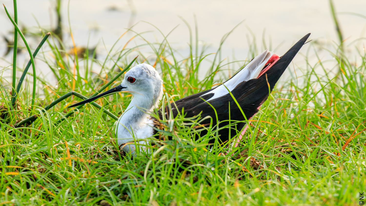 Crab-Plover, Oystercatcher, Stilt, Avocet and Thick-knees