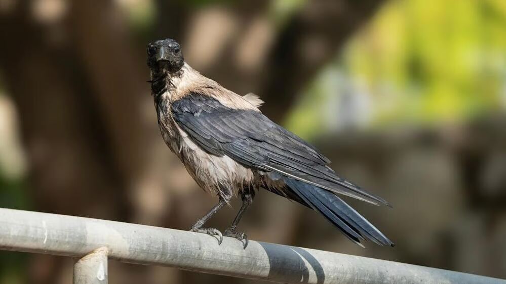 Aanvallen door kraaien nemen in Israël toe in de lentemaanden
