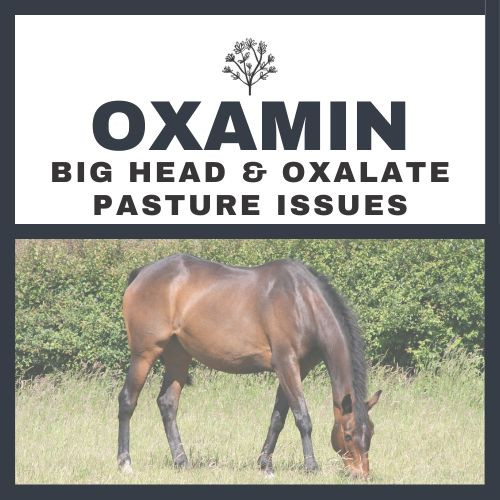 OXAMIN TM | Oxalate Pasture Support | Natures Farmacy