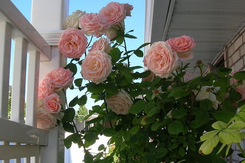 7 Gallon PEARLY GATES - CLIMBER ROSE | White Trail Club