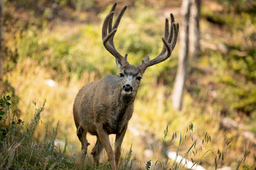 Deer Tag Coverage | Tag Chaser