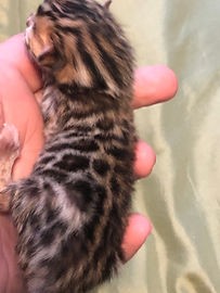 Bengals Kittens For Sale Chicago
