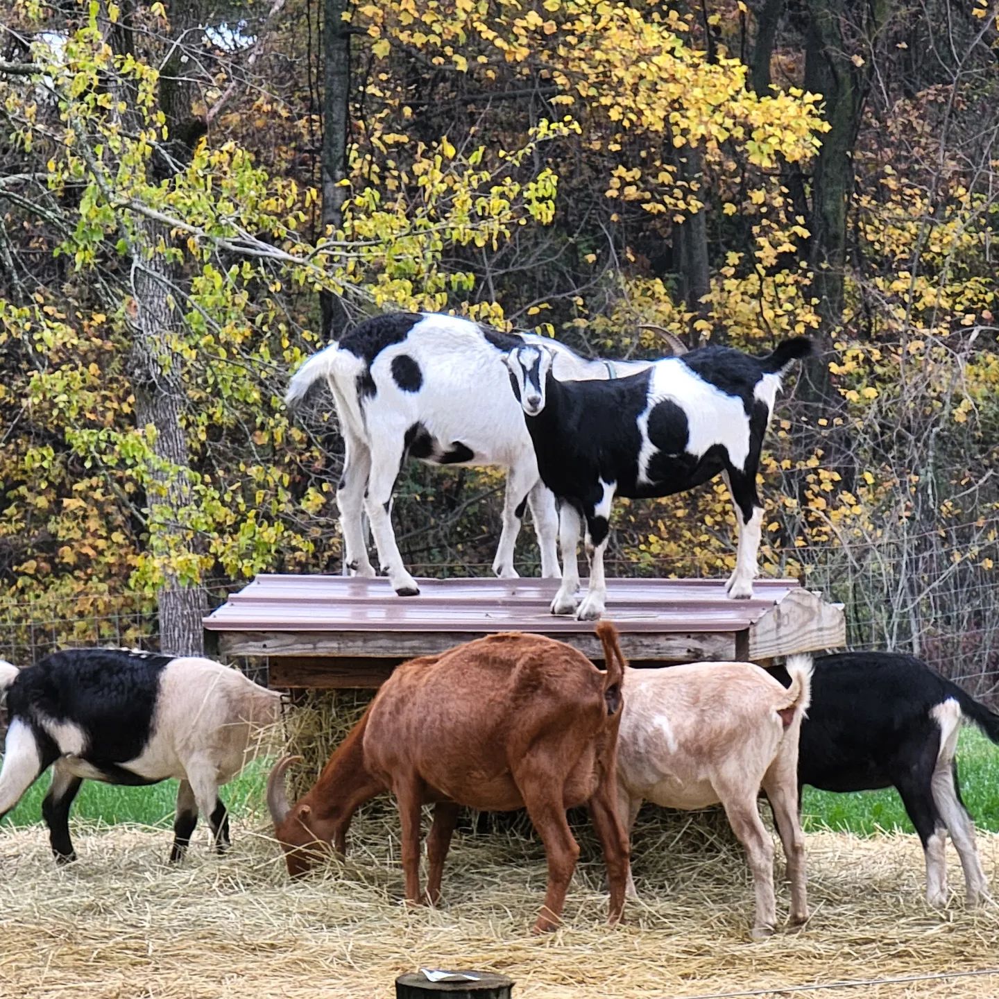 Handmade Soap | Twin Goat Farm | Franklin Township