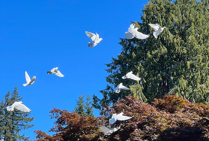 White Dove Releases | Dove Way Releases | Poulsbo