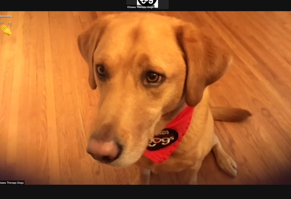 The Power of Zoom Dogs