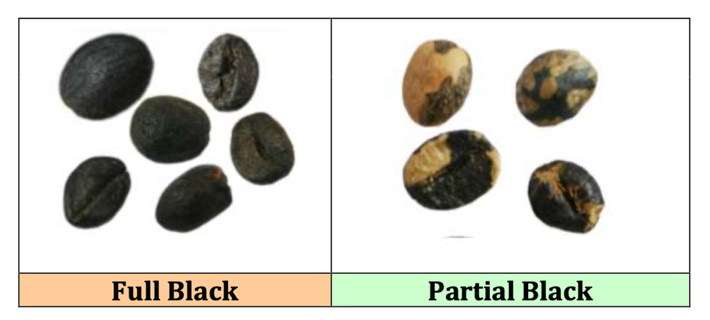 What is Fine Robusta? Facts Everyone Should Know