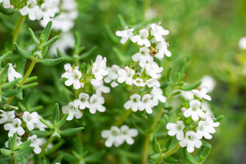 Thyme, White (Thymus vulgaris) | Rainbow Meadow, LLC