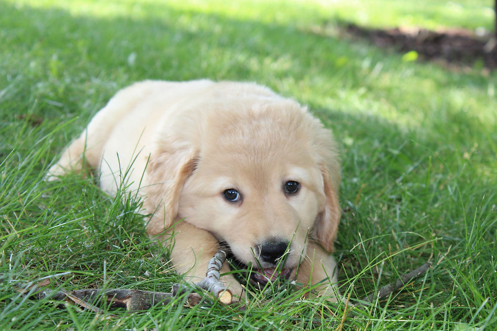 PUPPIES | My Site