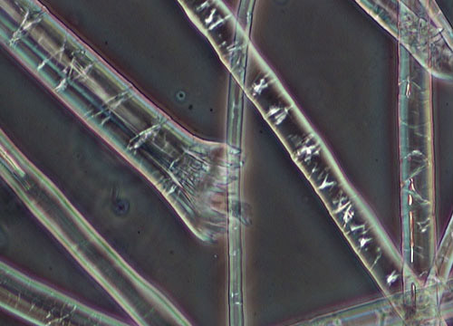 Fibras textiles | hadarlebush