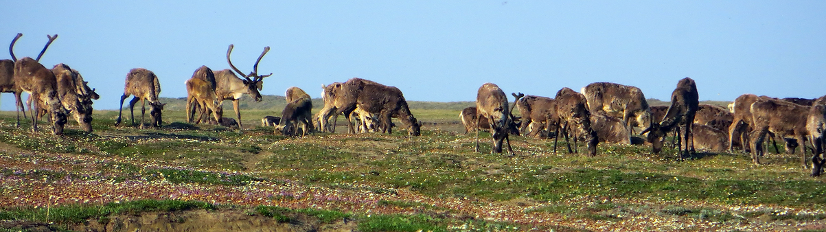 ABR, Inc. | Environmental Consulting & Research Services | Alaska