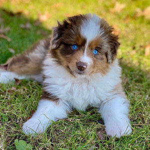 Jordan’s Mini Aussies | Mini Australian Shepherds