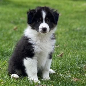 Jordan’s Mini Aussies | Mini Australian Shepherds