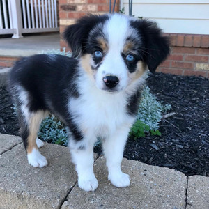 Jordan’s Mini Aussies | Mini Australian Shepherds