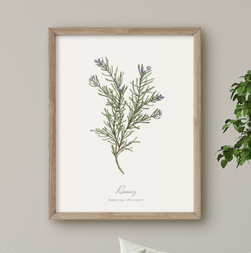 Rosemary Botanical Print | hackneyandco