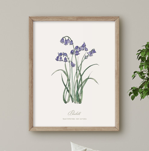Bluebell Botanical Print | hackneyandco