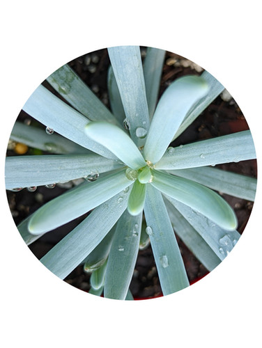 Senecio - Dwarf Blue Chalksticks | Happy Succas