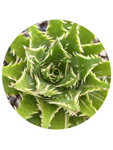 Aloe - Bumble Bee | Happy Succas