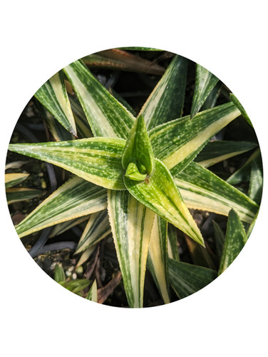 Gasteraloe - Lime Thicket | Happy Succas